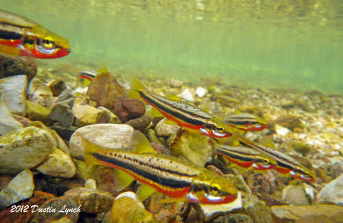 Redbelly Daces and Allies (Genus Chrosomus) · iNaturalist