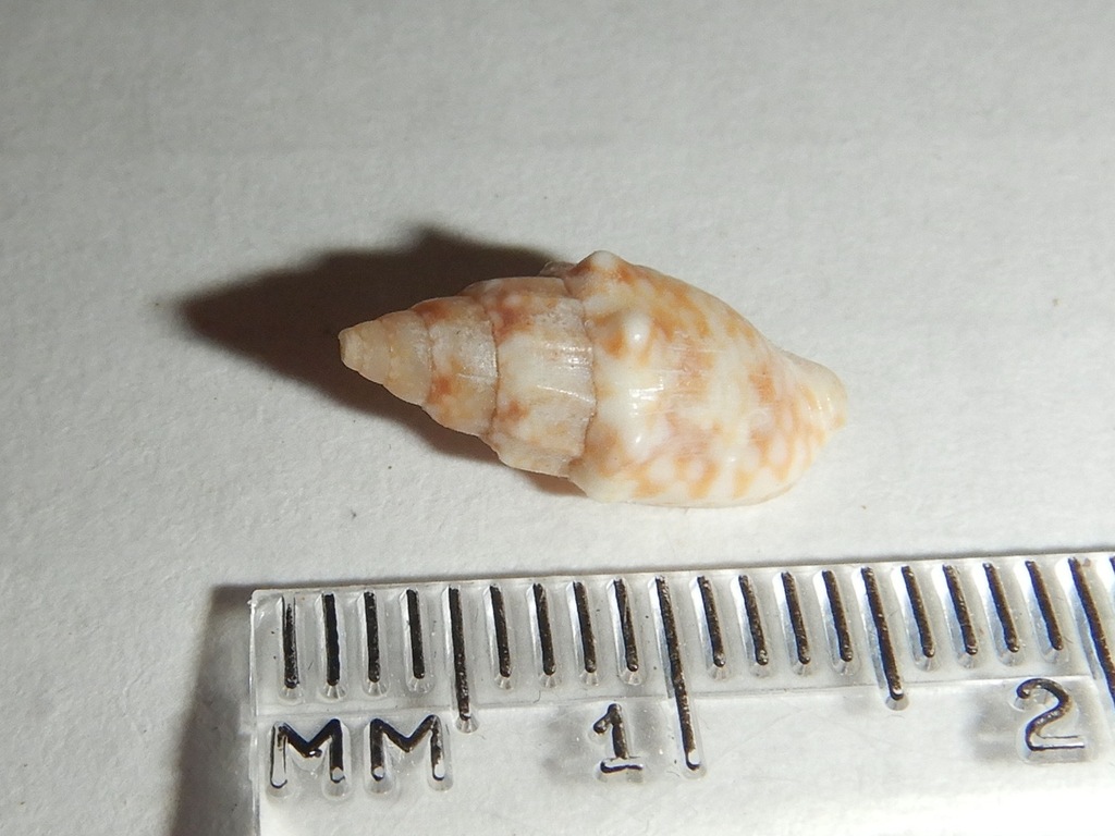 Anachis coronata in November 2005 by j-stauffer. Baja · iNaturalist