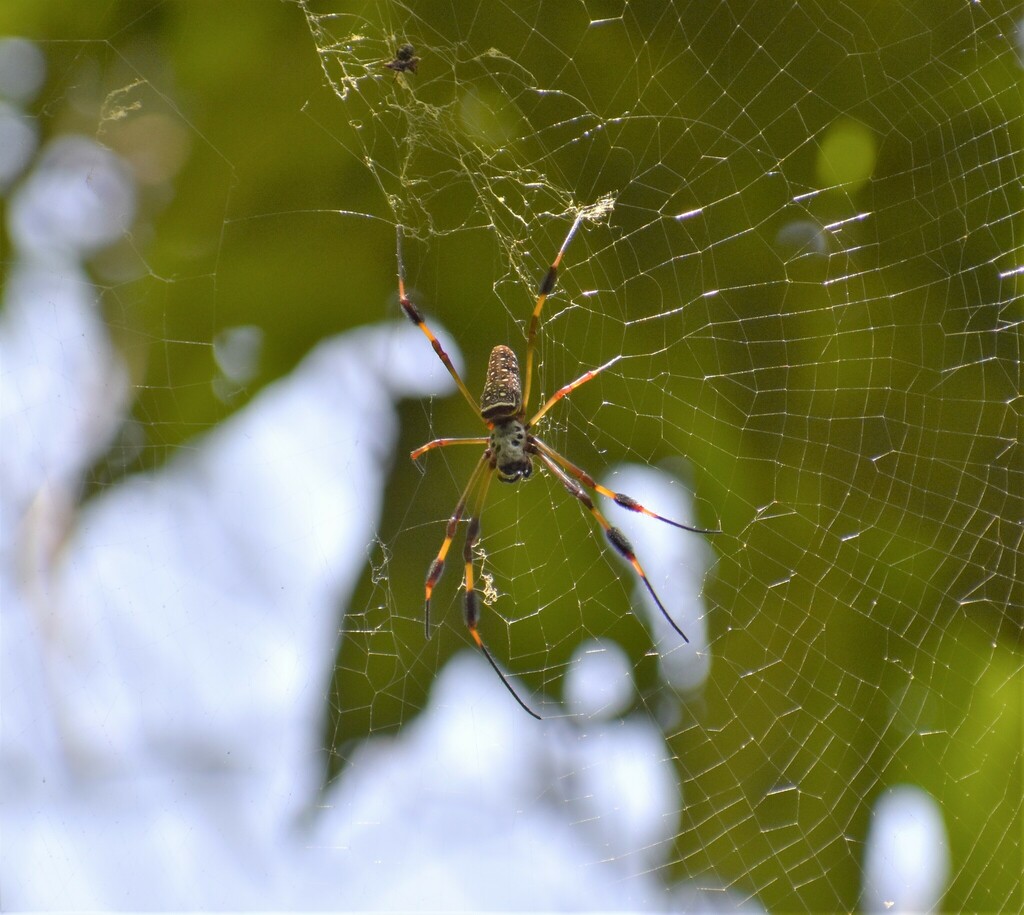 Golden Silk Spider from St. Mary Parish, Jamaica on July 11, 2021 at 08 ...