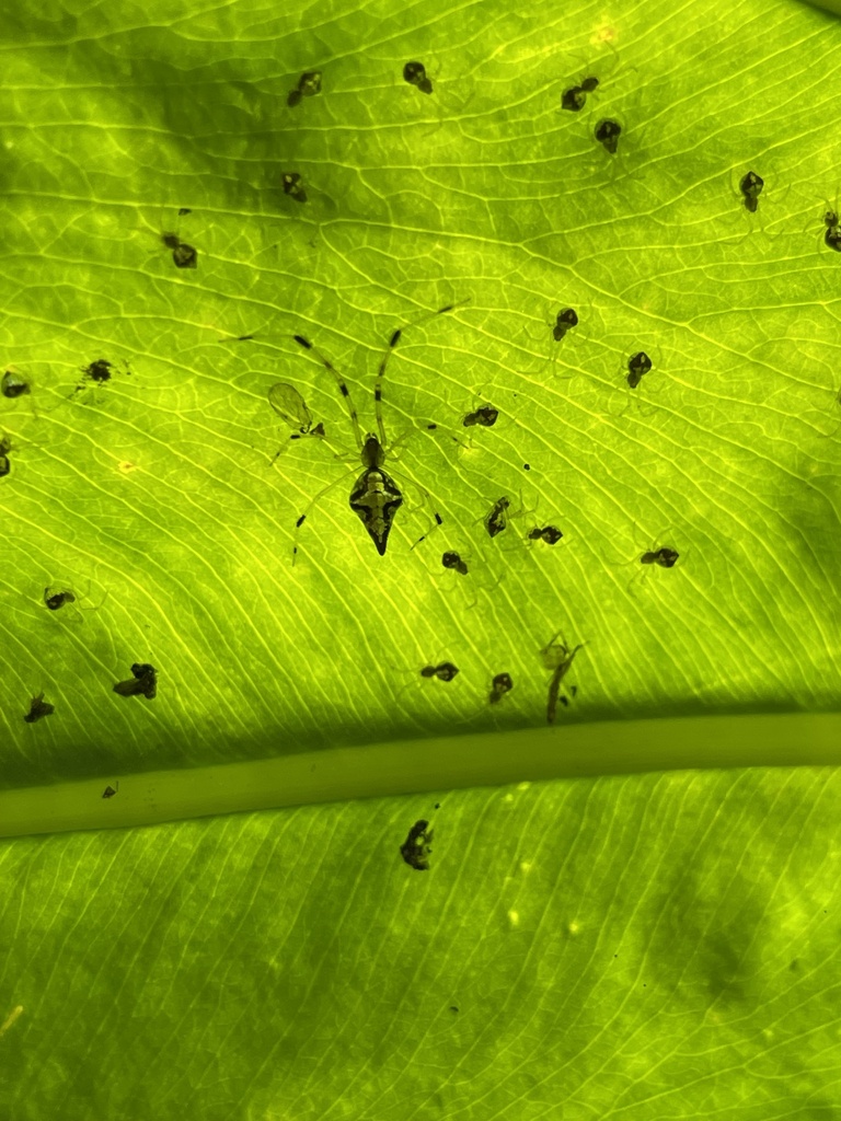 Chrysso scintillans from 鹿谷鄉, TW on December 25, 2022 at 11:24 AM by ...