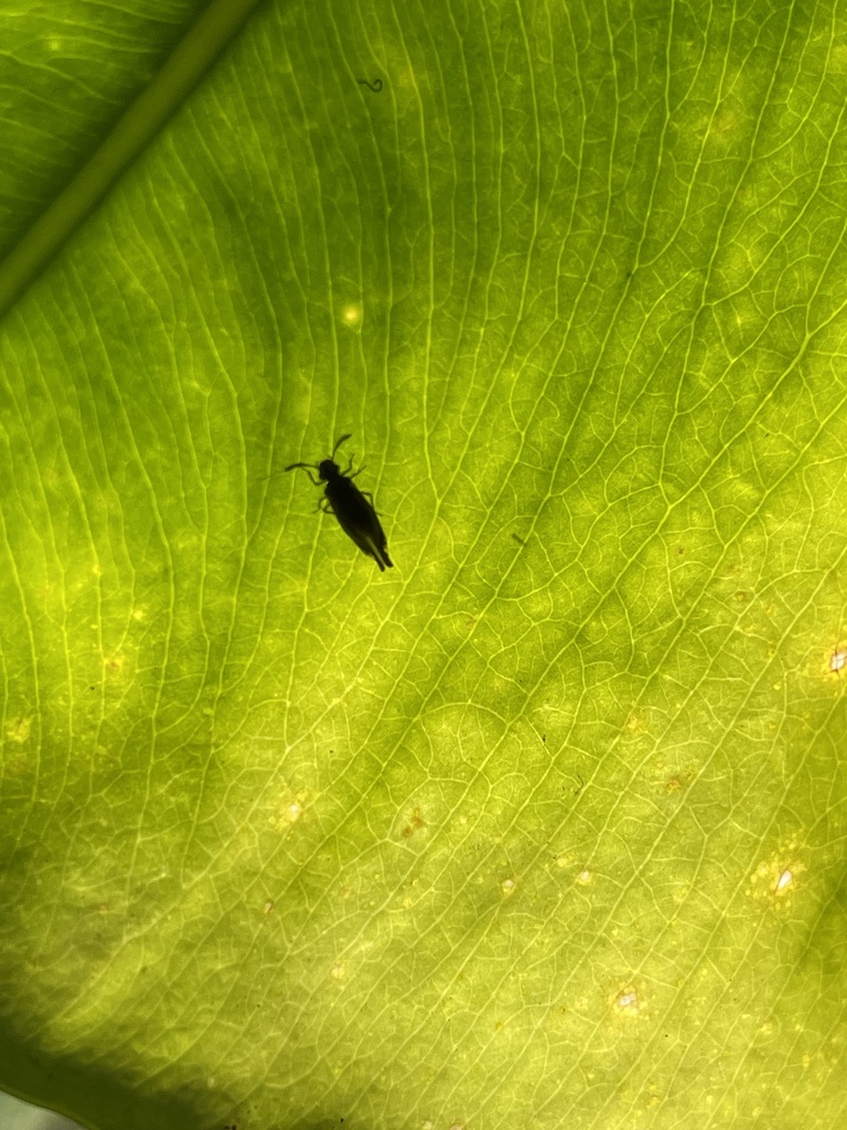 Insects from 鹿谷鄉, TW on December 25, 2022 at 11:30 AM by Seng Feng Jeng ...