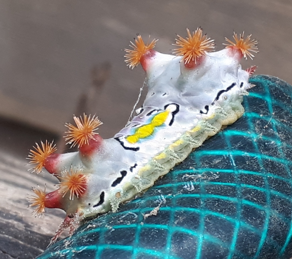 Mottled Cup Moth from Kaye Rd/Alexander Ave, Upwey VIC 3158, Australia ...