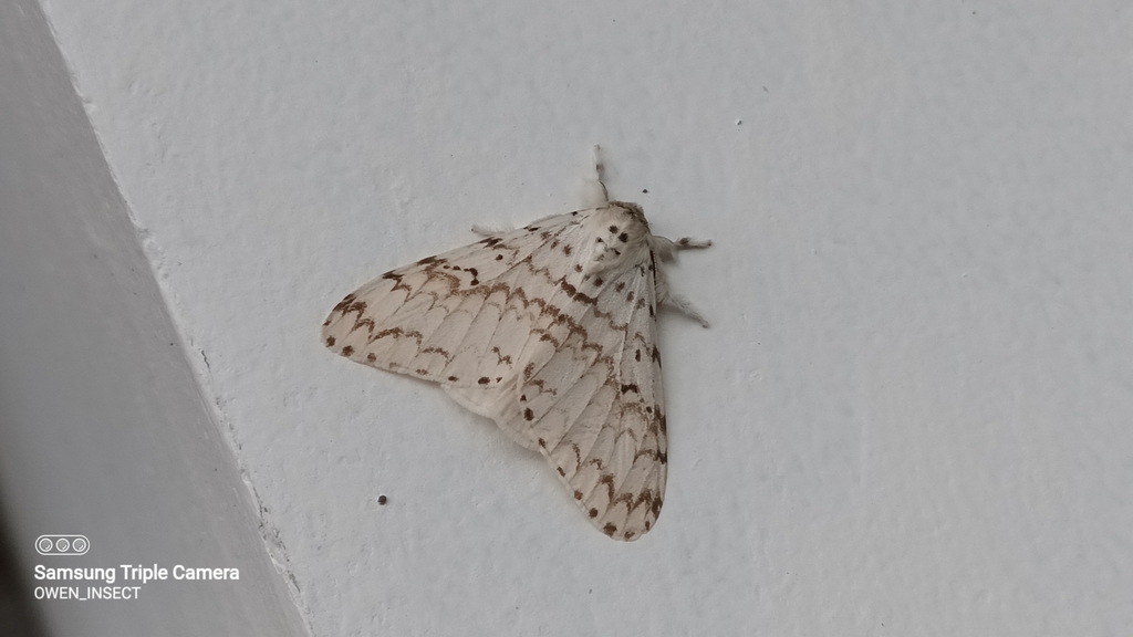 Lymantria brotea from Hotel Indo Alam on December 25, 2022 at 04:51 PM ...