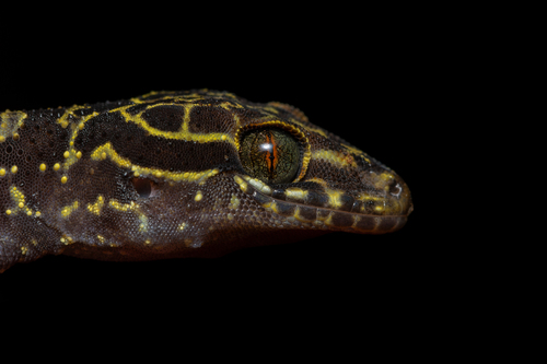 Checklist de Mae Rim · BioDiversity4All