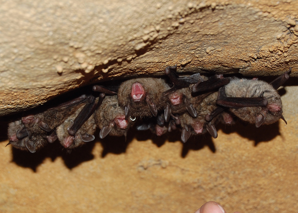 Indiana Bat in March 2012 by stoat77 · iNaturalist