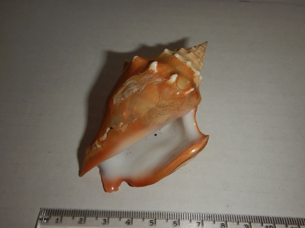 Eastern Pacific fighting conch in November 2006 by j-stauffer. Baja ...