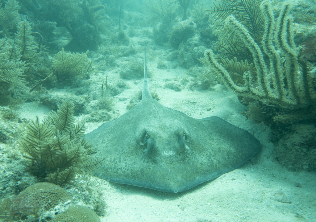 Southern Stingray from Monroe County, FL, USA on December 22, 2022 at ...