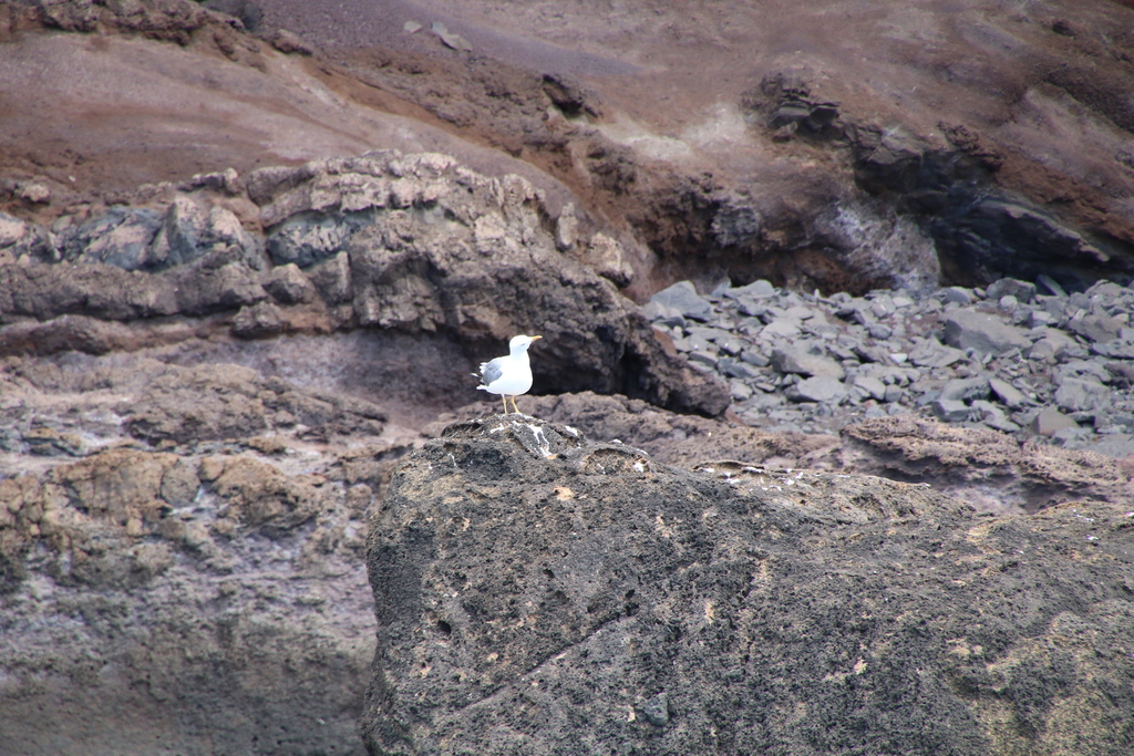 Azorean Gull from Santa Cruz, Portugal on 31 August, 2022 at 02:46 PM ...