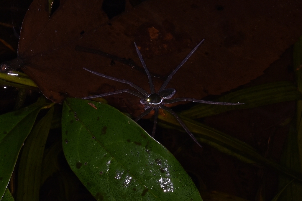 Fishing Spiders from Heredia Province, Sarapiqui, Costa Rica on ...