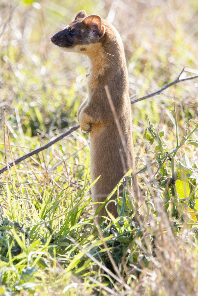 Long-tailed Weasel from Marin County, CA, USA on December 24, 2022 at ...