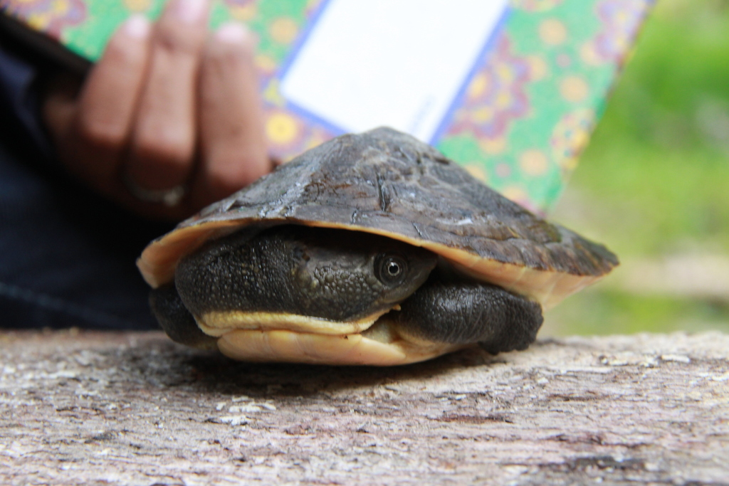 Branderhorst's Snapping Turtle in August 2018 by kphhimakova · iNaturalist