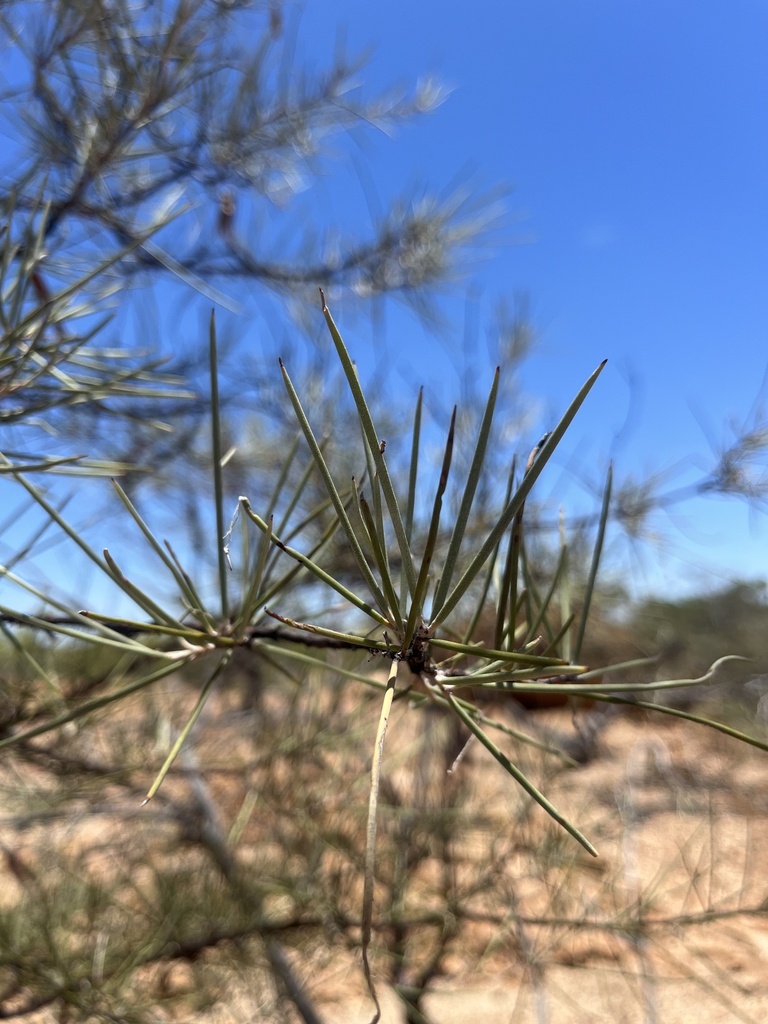 Red Mulga from Bladensburg National Park, Opalton, QLD, AU on December ...