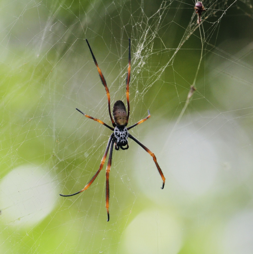 Tiger Spider from Park Rd, Noosa Heads, QLD, AU on December 25, 2022 at ...