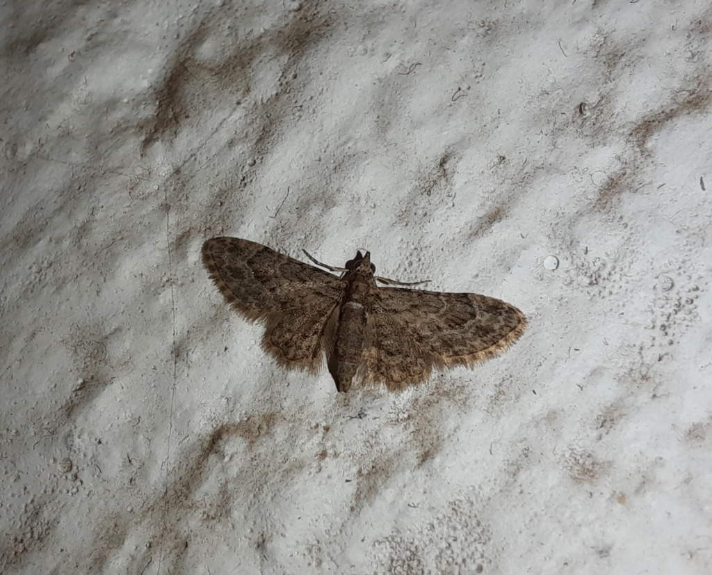 Pug Moths & Allies from Junbedia on December 26, 2022 at 07:54 AM by ...
