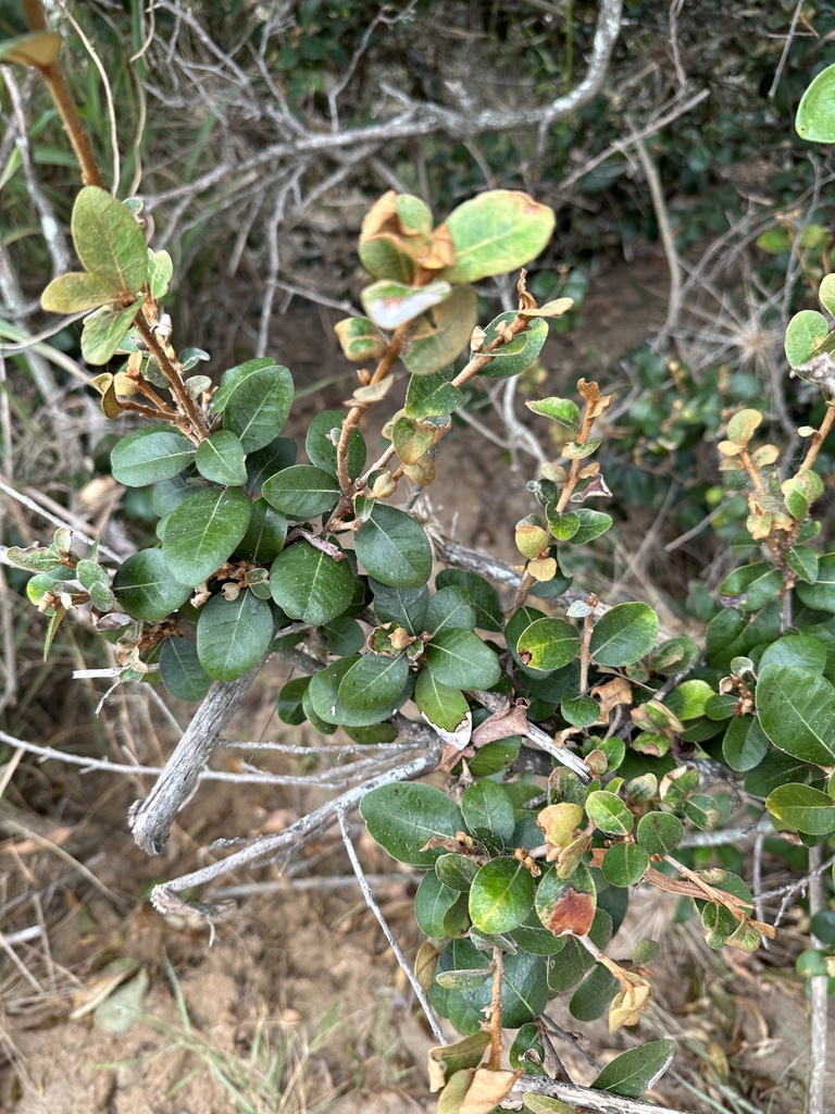 wild prune from Atlantis Bvd, Agnes Water, QLD, AU on December 24, 2022 ...