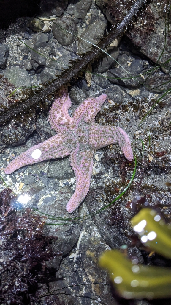 Giant Pink Sea Star from Trinidad, CA 95570, USA on December 25, 2022 ...