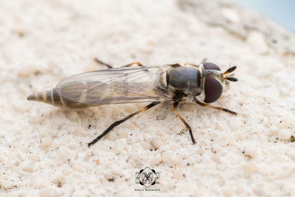 Four-speckled Hover Fly from Alajuela, Alajuela, Costa Rica on December ...