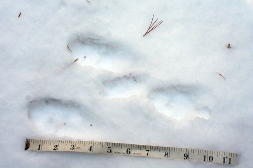 Snowshoe Hare (Utah Mammals) · iNaturalist
