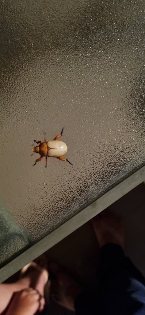 Christmas Beetles from Narrabri NSW 2390, Australia on December 26 ...