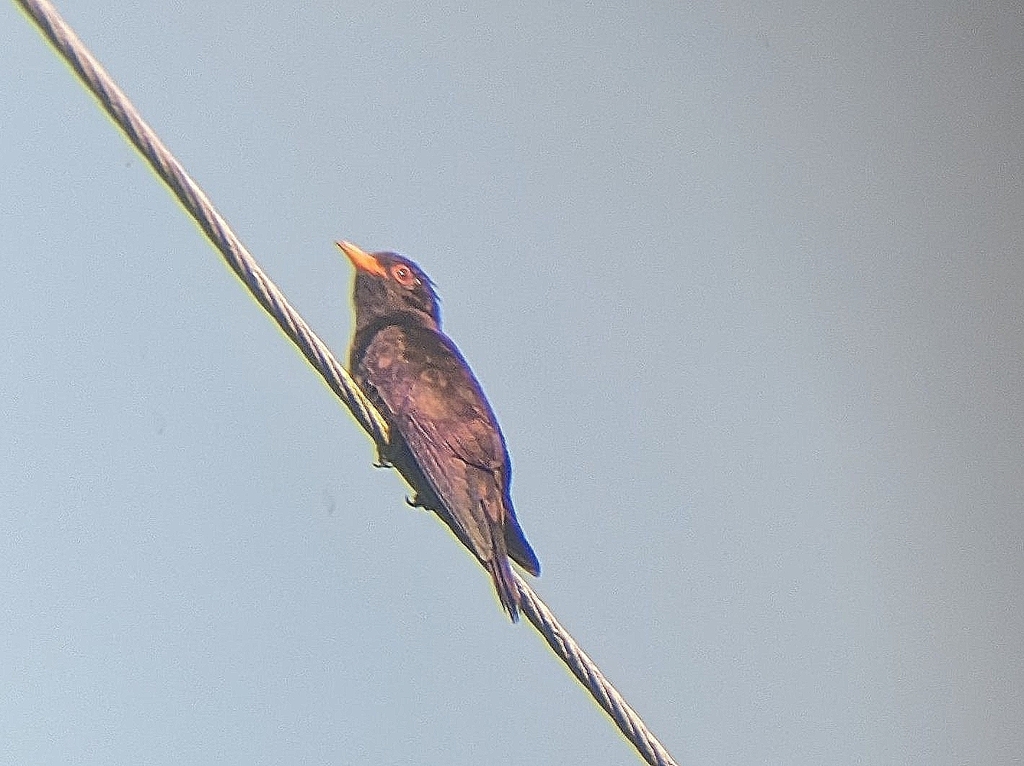 Violet Cuckoo from Andaman and Nicobar Islands 744103, India on October ...