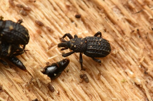 Synommatoides shirozui · iNaturalist