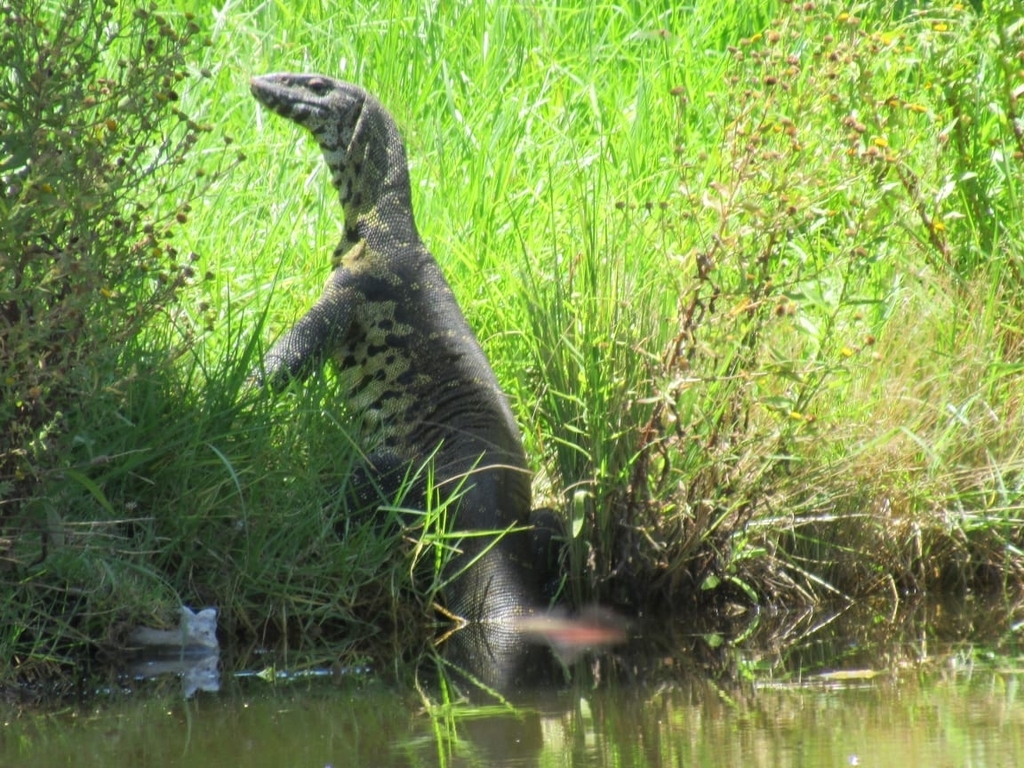Nile Monitor from Camdeboo Local Municipality, South Africa on December ...
