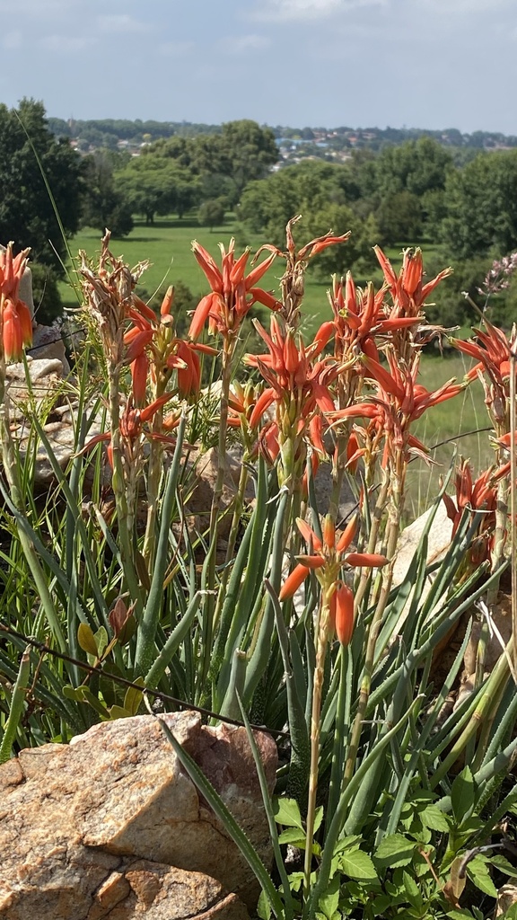 Rand Grass Aloe from Alberts Farm Conservancy, Randburg, GP, ZA on ...