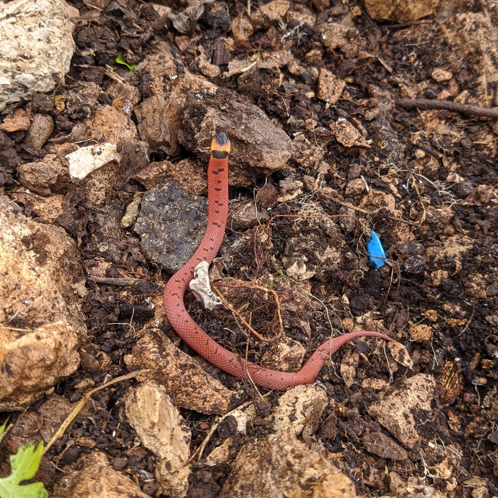 Red Coffee Snake from San Juan II, 97350 Hunucmá, Yuc., Mexico on ...