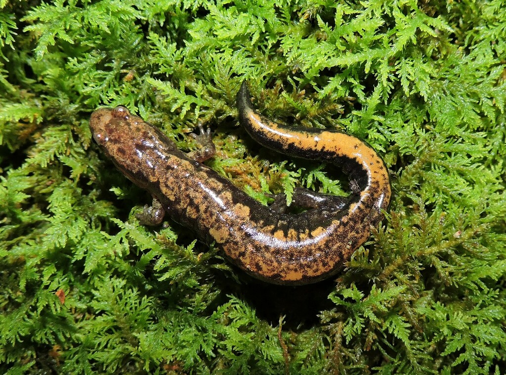 Blue Ridge Dusky Salamander from Smyth County, VA, USA on July 11, 2019 ...