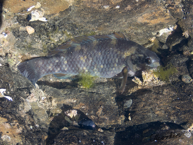 Purple Wrasse from Marlborough, New Zealand on December 26, 2022 at 02: ...
