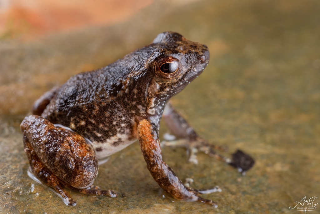 Yasuni Rocket Frog from Reserva Forestal Apayacu, Ecuador on December 8 ...