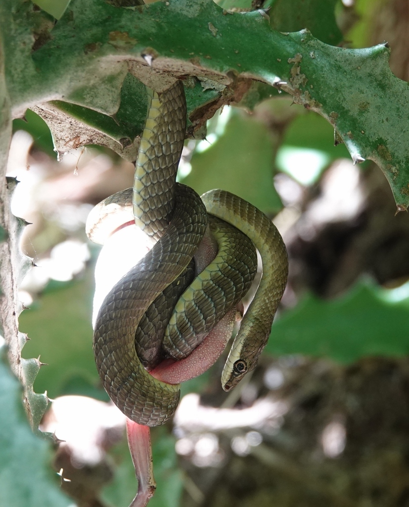 Paradise Flying Snake from Abra de Ilog, Occidental Mindoro ...