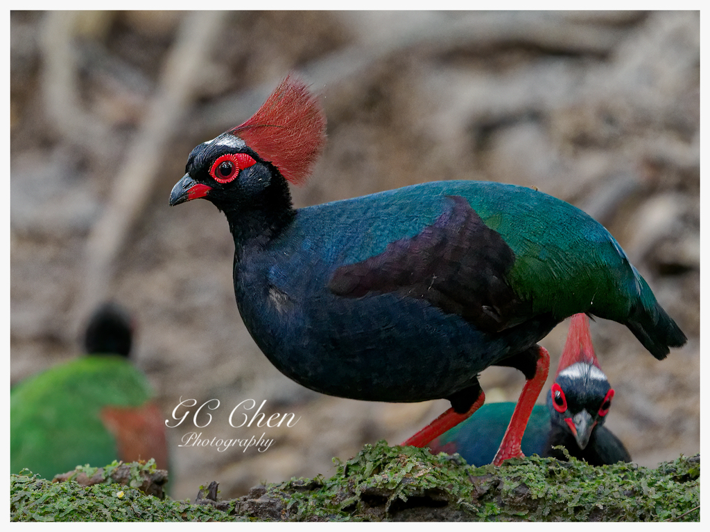 Crested Partridge in October 2022 by Chen Gim Choon · iNaturalist