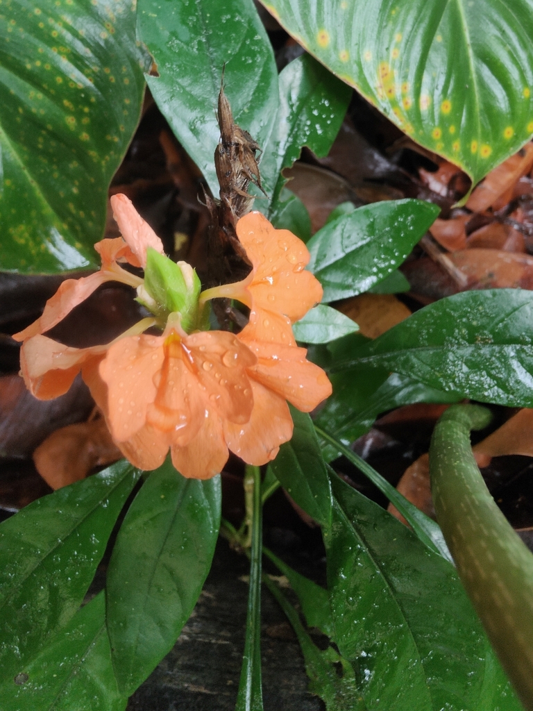 Firecracker-flower from Douglas, AU-QL, AU on December 27, 2022 at 04: ...