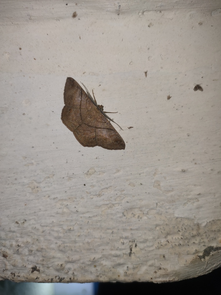 Petelia from Baghvan, Taj Safari - Pench National Park on August 18 ...