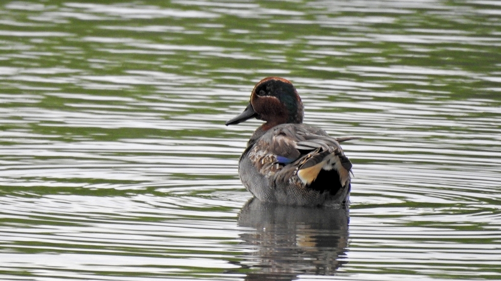 Green-winged Teal in December 2022 by aero bird · iNaturalist