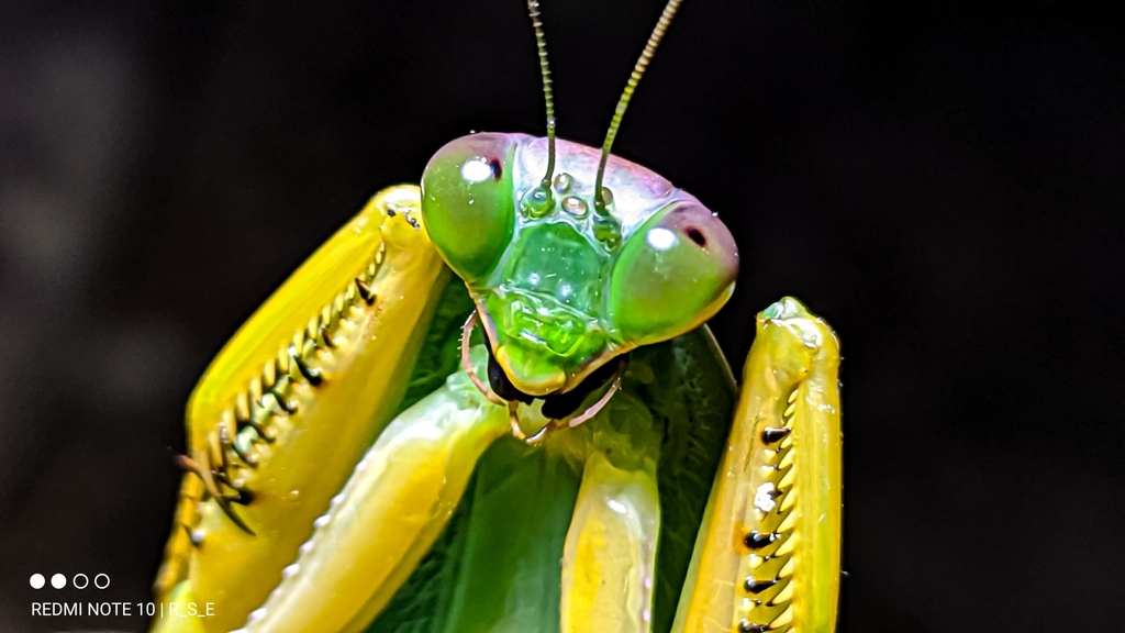 Rhombodera from Empunak Tapang Keladan, Ketungau Hulu, Sintang Regency ...