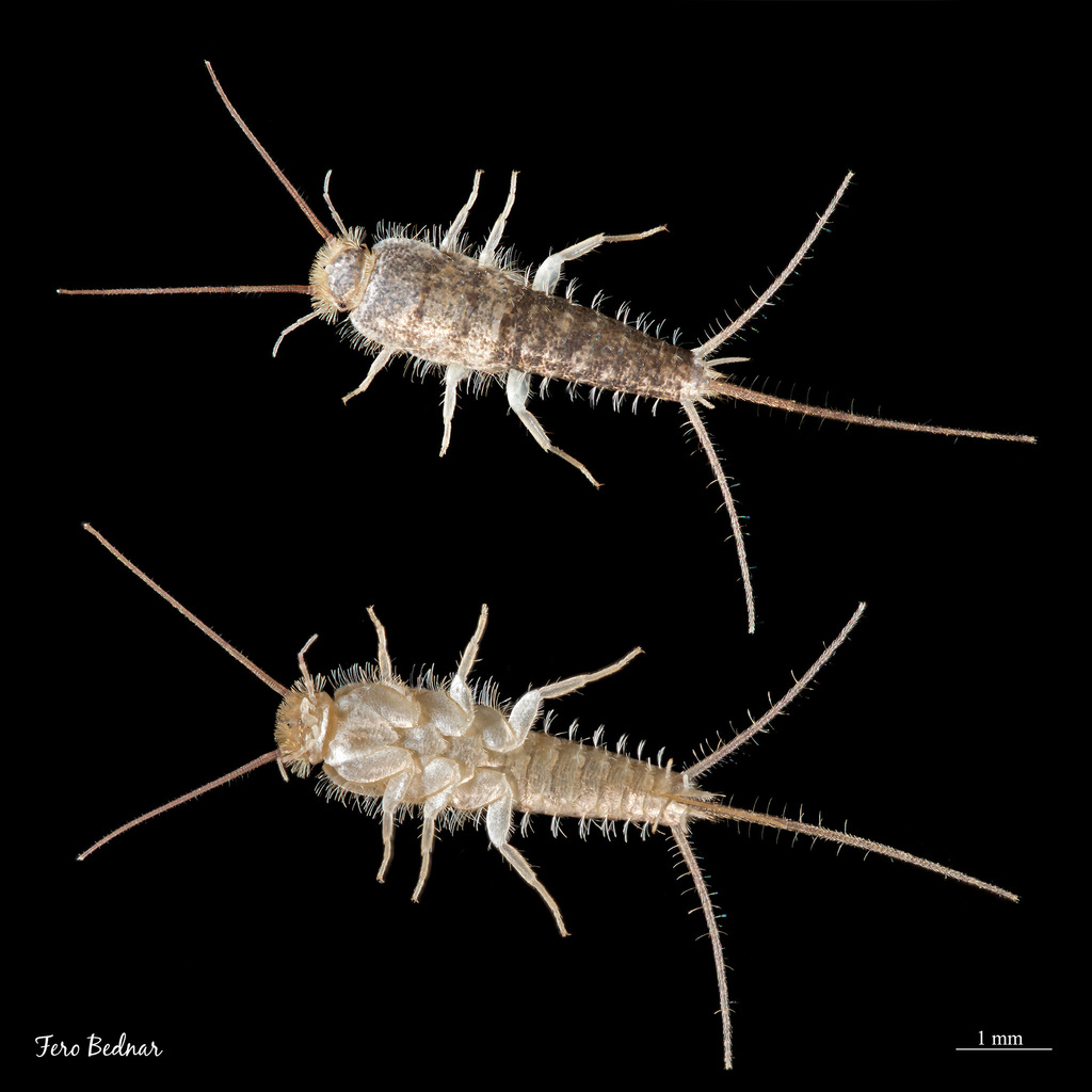 Long-tailed Silverfish from 026 01 Dolný Kubín-Mokraď, Slovakia on ...