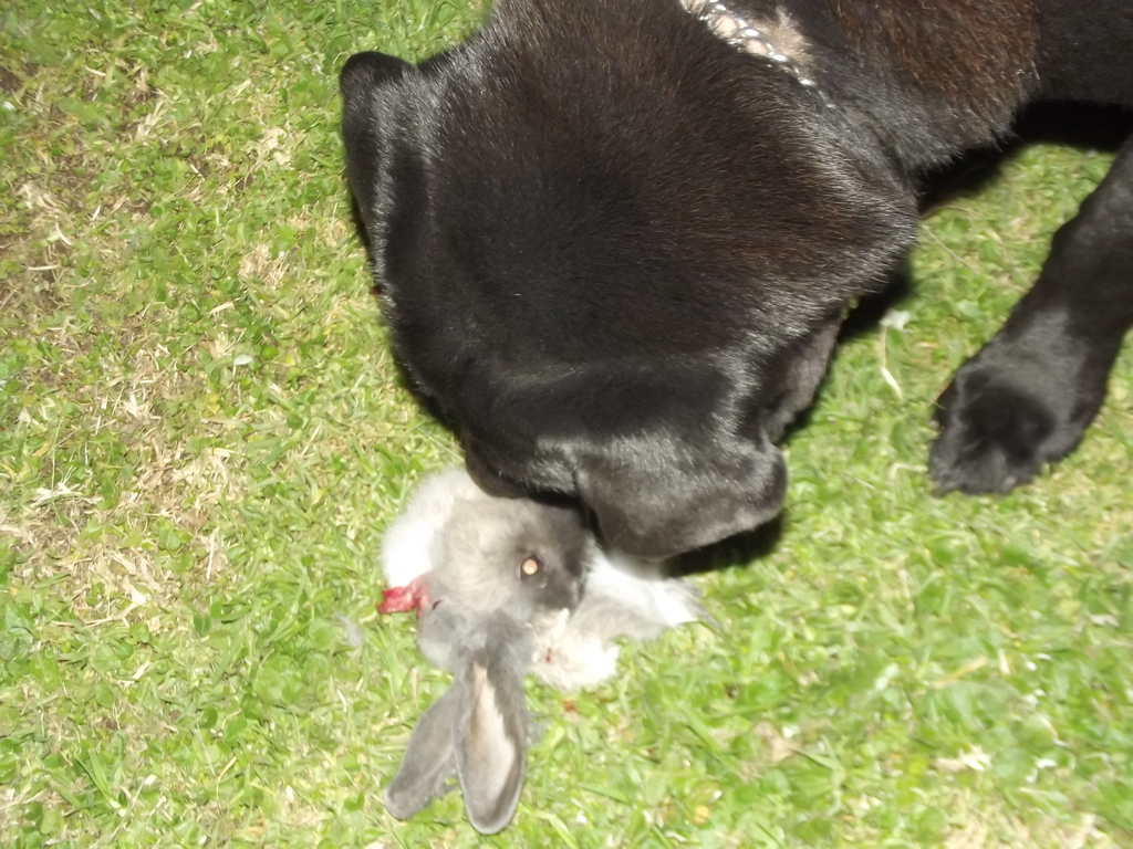 Domestic Rabbit from Garden Route District Municipality, South Africa ...
