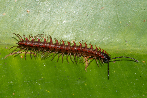 Desmoxytes cervina · NaturaLista Colombia