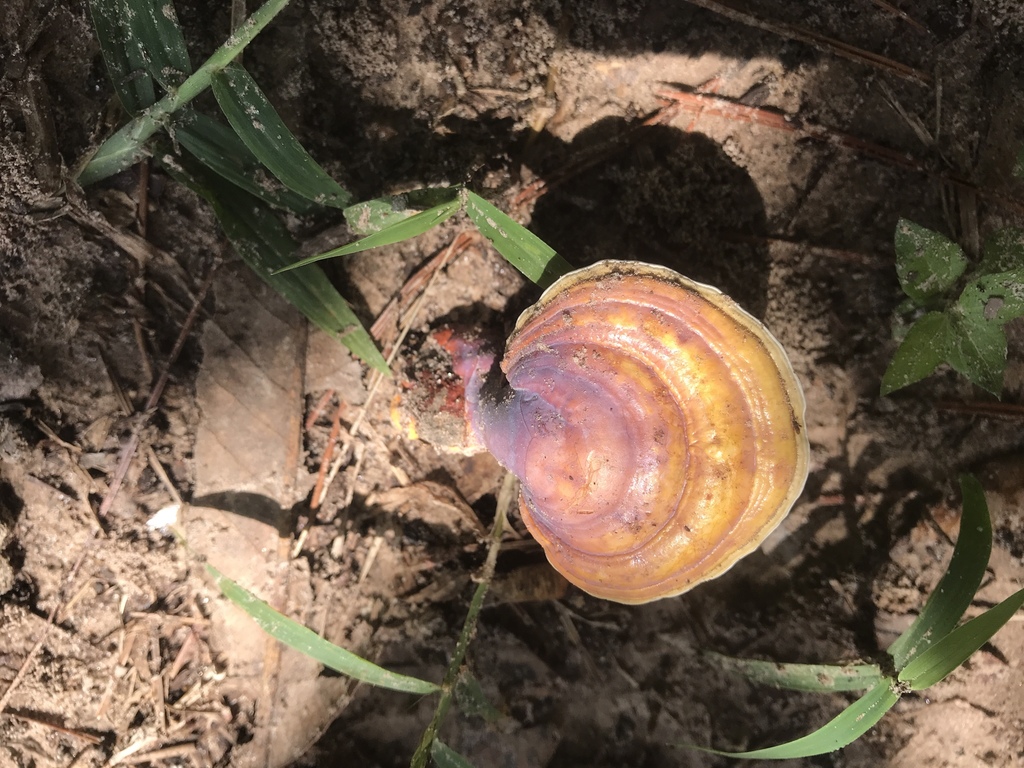 golden reishi from 15605 Honea Rd W, Montgomery, TX, US on September 15 ...