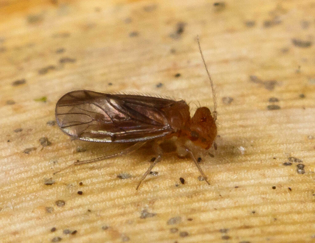 Large-winged Psocid from Tosohatchee Wildlife Management Area, Orange ...