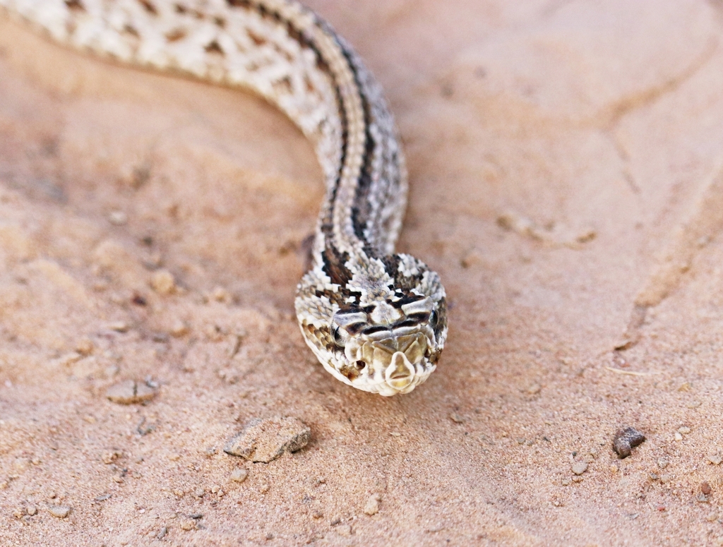 Venezuelan rattlesnake from Puerto Carreño on February 2, 2020 at 04:42 ...