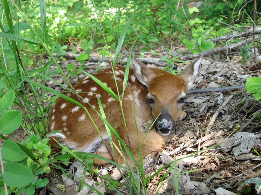 White-tailed Deer from 108 Bancroft Ct, Nashville, TN, US on June 01 ...