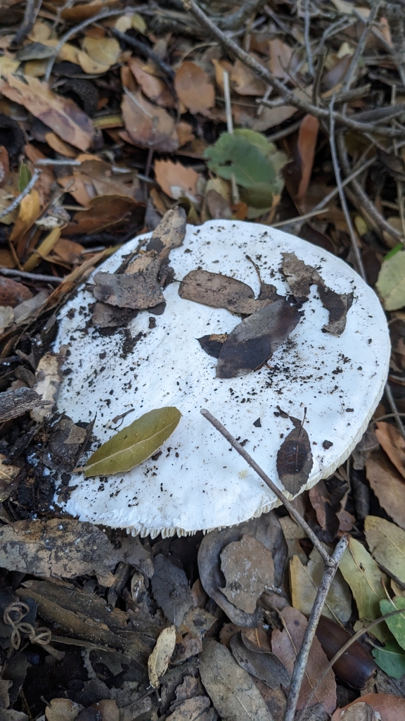 Fungi Including Lichens from Ezor Zihron Ya'akov, Israel on December 27 ...