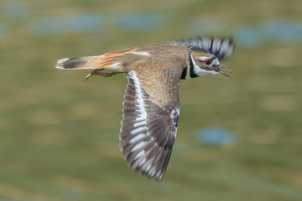 Killdeer from Parque Tangamanga I, San Luis, S.L.P., Mexico on December ...