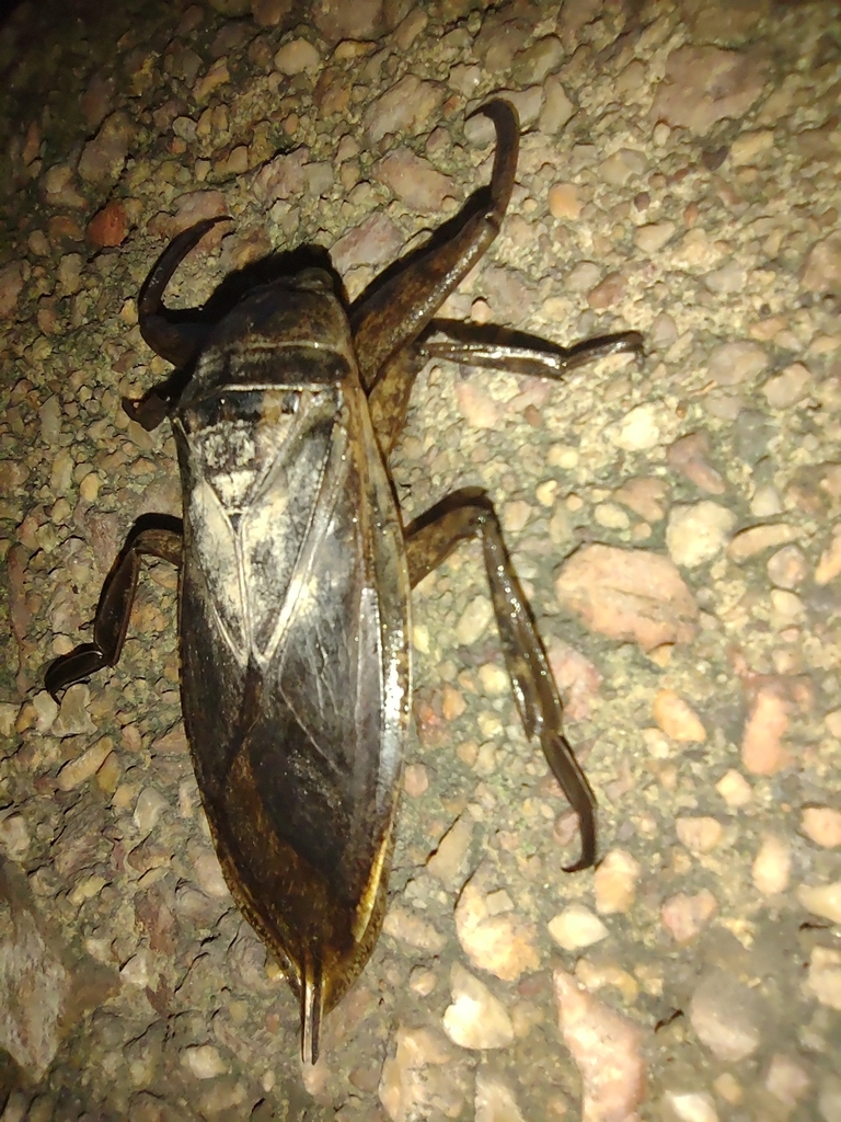 Lethocerus from fazenda santa bárbara s/n zona rural, Augusto de Lima ...