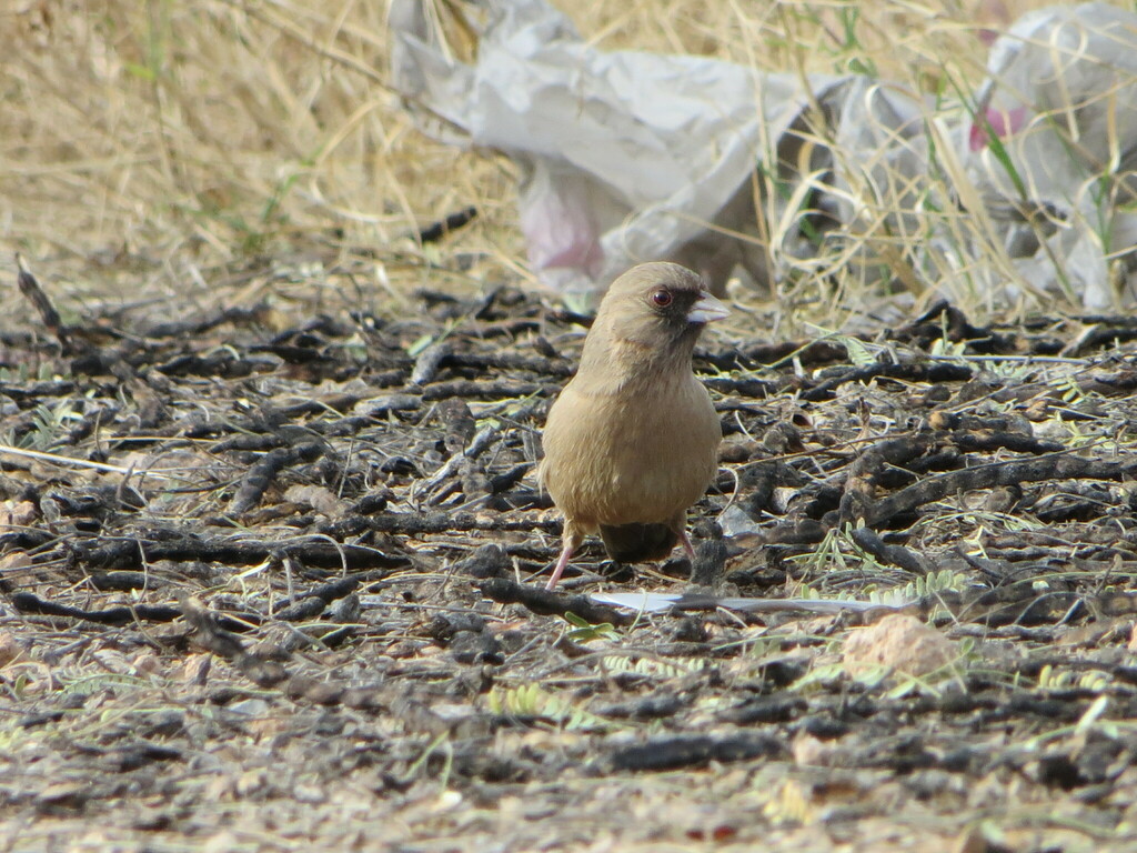 Abert's Towhee from Glendale, AZ, USA on December 27, 2022 at 03:18 PM ...