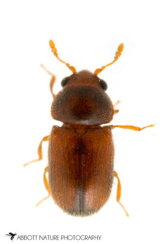 Cryptic Slime Mold Beetles (Family Sphindidae) · iNaturalist