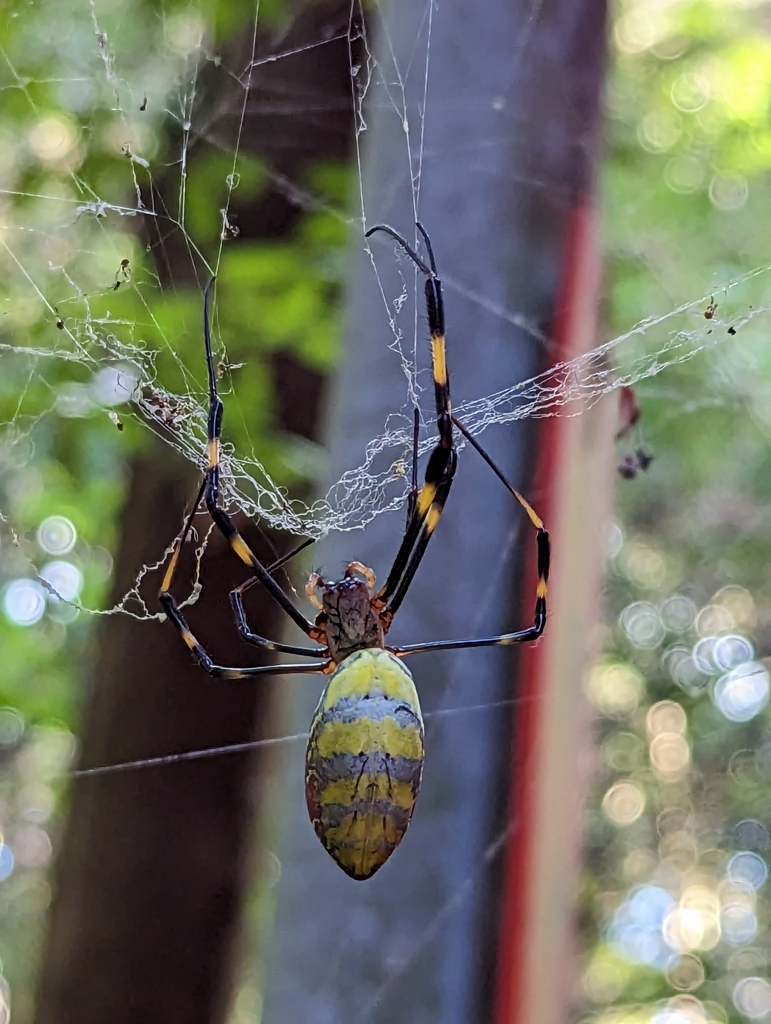 Joro Spider from 1 Fukakusa Sasayamachō, Fushimi Ward, Kyoto, 612-0811 ...